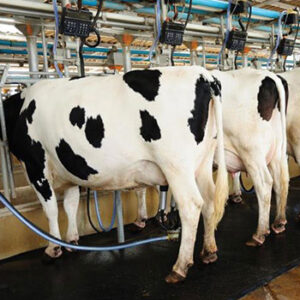 Raw Milk Collection - Ito Precision Technologies Limited